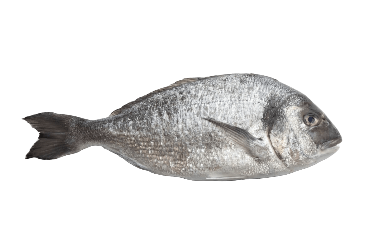 Dorade Benefits & Uses | Cooksa - Cooksa